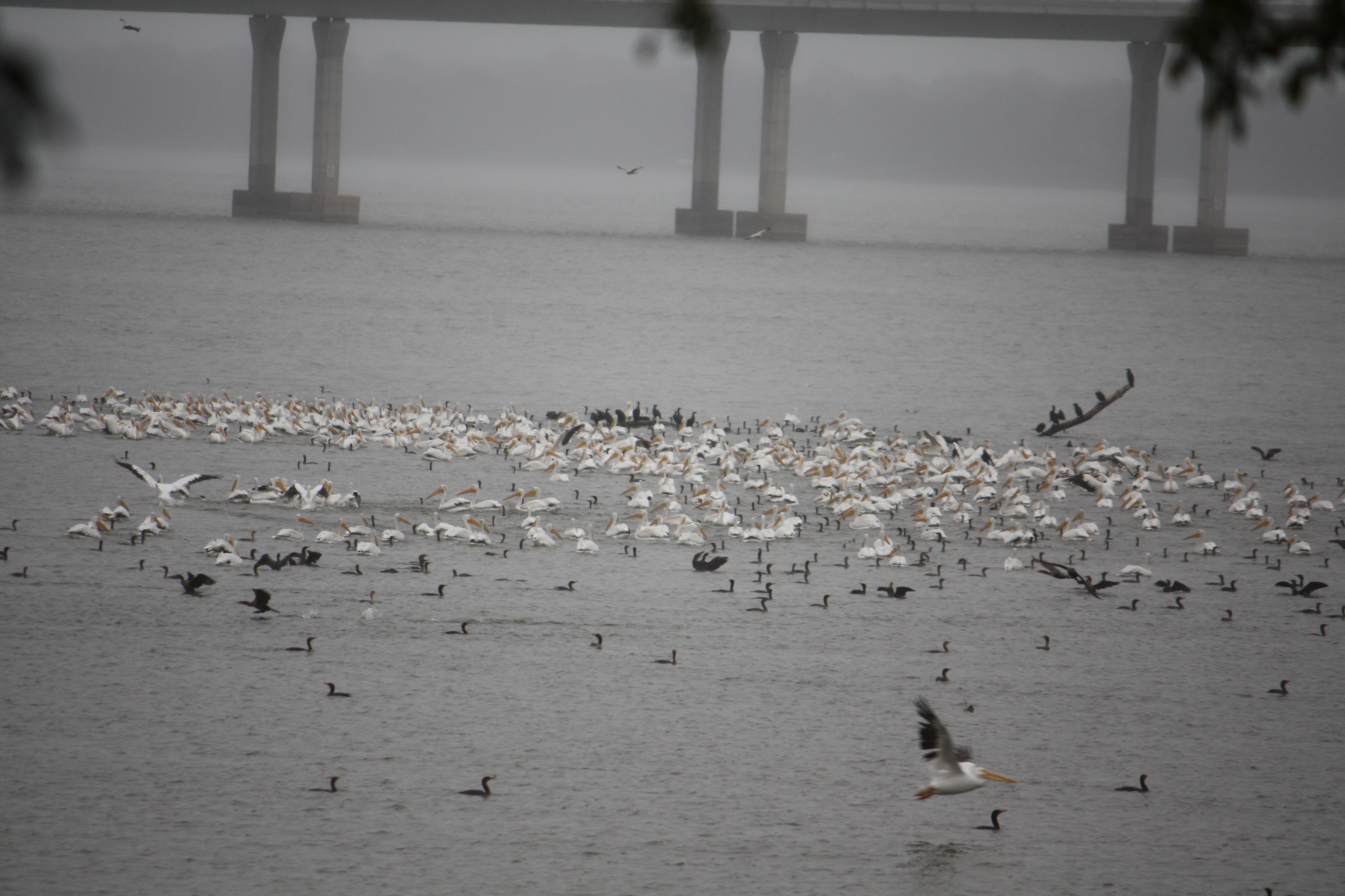 Sailboat Bridge Album | City of Grove Oklahoma
